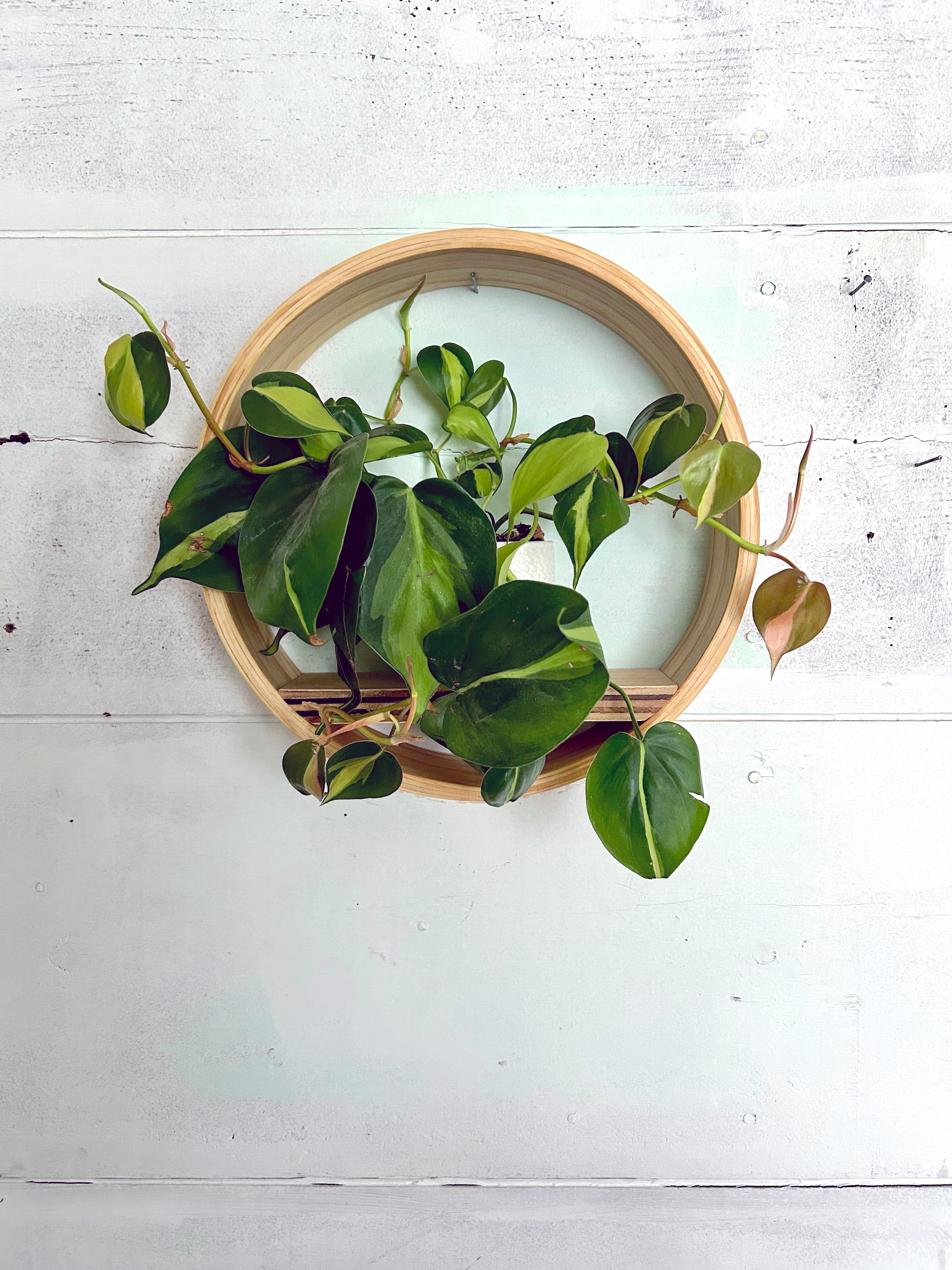 Small Bubble Cubby Plant Shelf, Wall Hanging Plant Shelf - Horsemen Co.