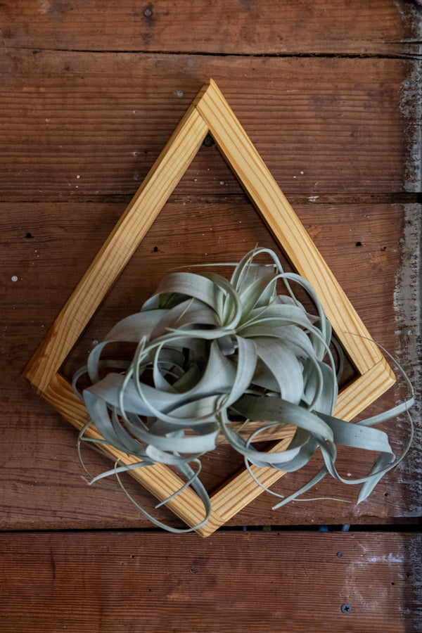 Wall Mount Diamond Planter - Horsemen Co.